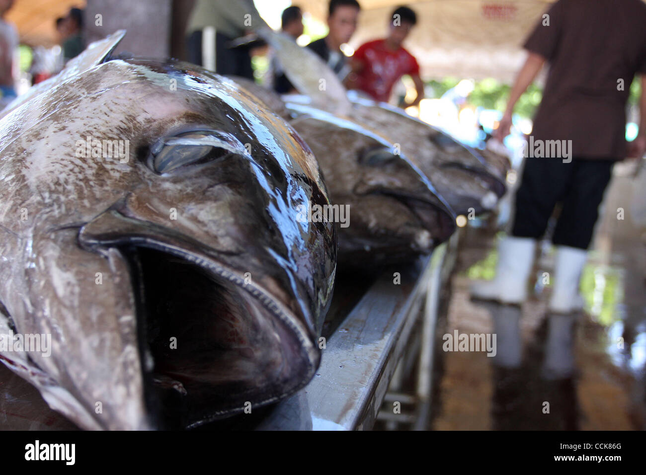 Philippine tuna hi-res stock photography and images - Alamy