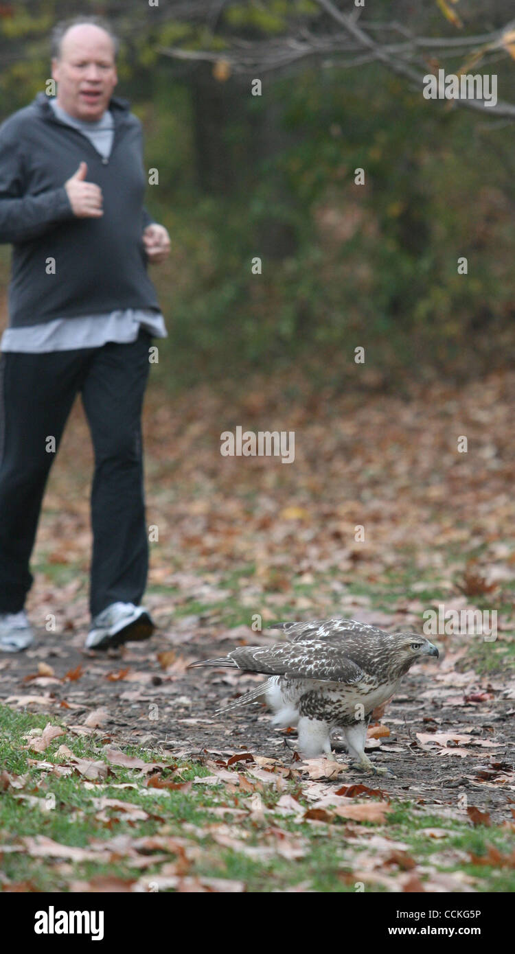 A runner got a hawk in his route this morning at Riverside Park in ...