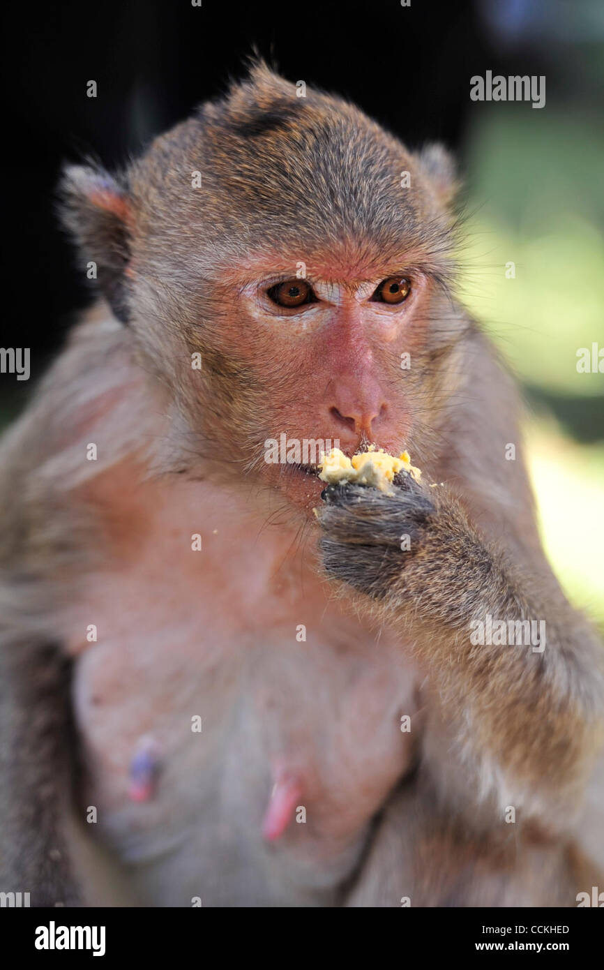 Monkey Buffet High Resolution Stock Photography and Images - Alamy
