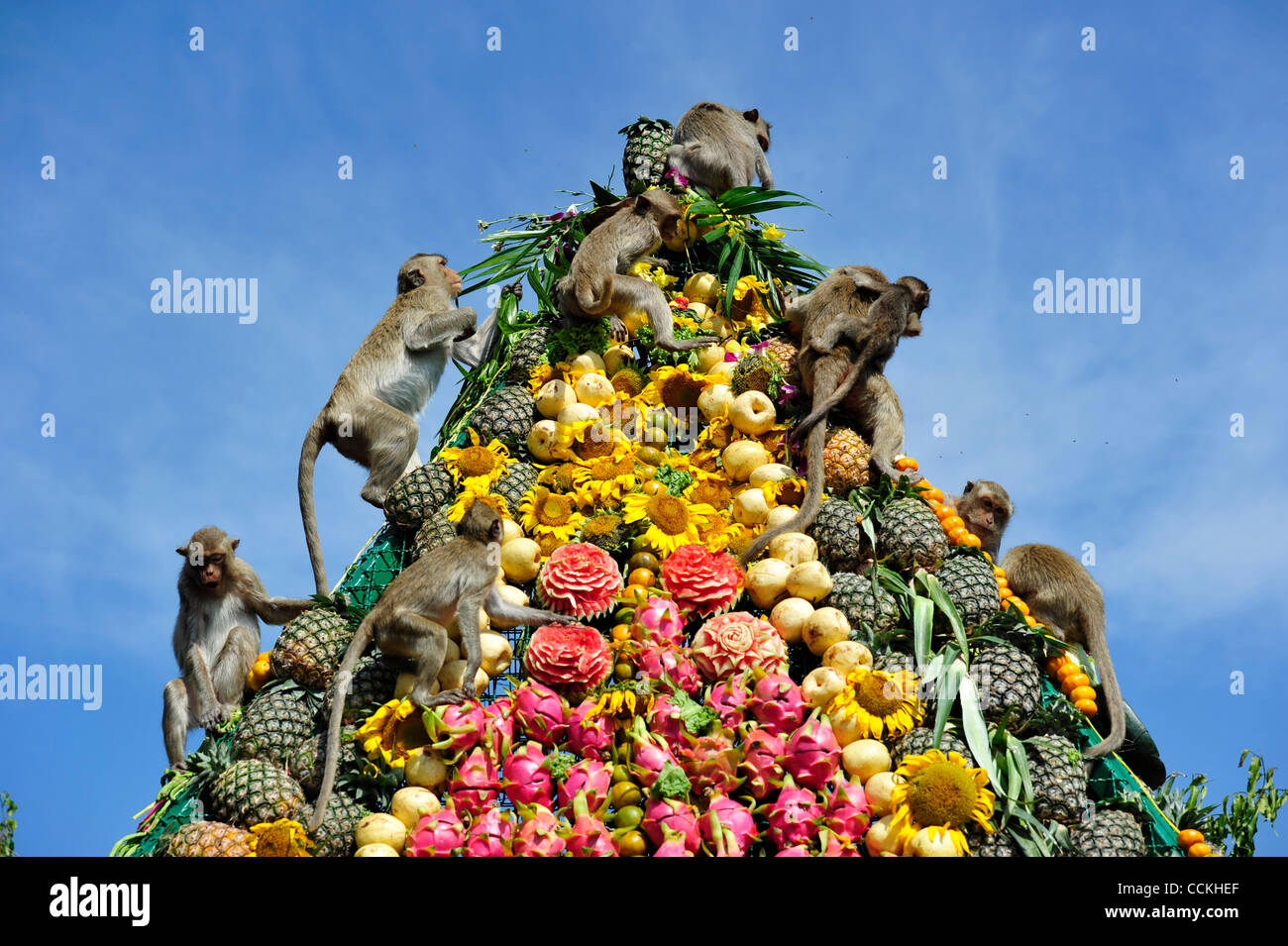 Monkey buffet hi-res stock photography and images - Alamy