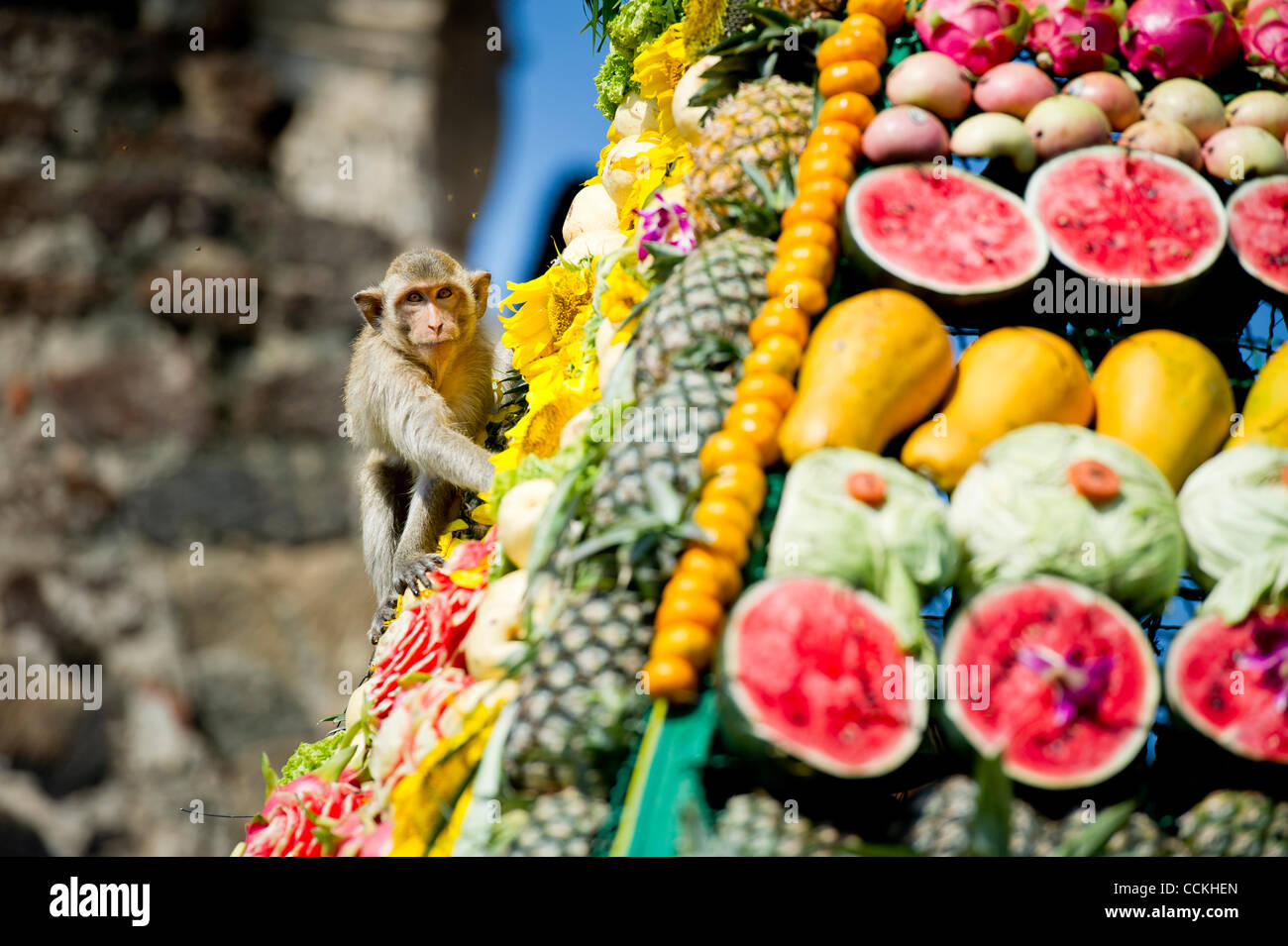 Nov. 28, 2010 - Lopburi, Thailand - A monkey sits on a pyramid made of ...