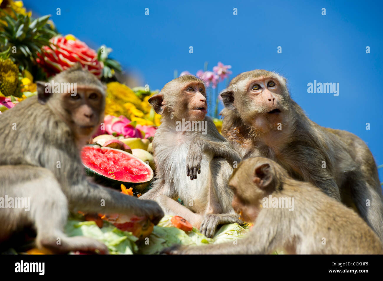 Monkey festival thailand' hi-res stock photography and images - Alamy