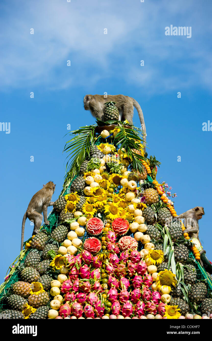 Nov. 28, 2010 - Lopburi, Thailand - Monkeys climb a pyramid made of ...