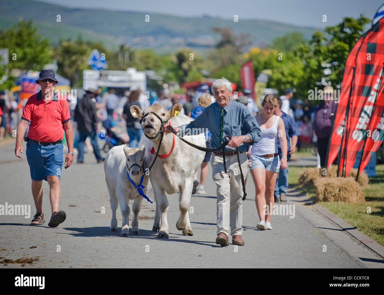 Nov 10, 2010 - Christchurch, New Zealand - Cows arrive at show. The ...