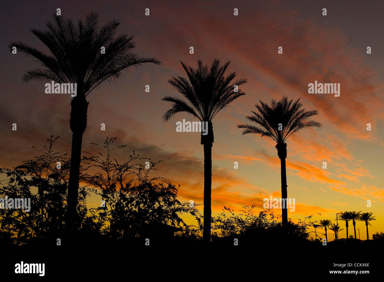 Nov. 10, 2010 - Phoenix, Arizona, United States of America - A vibrant ...