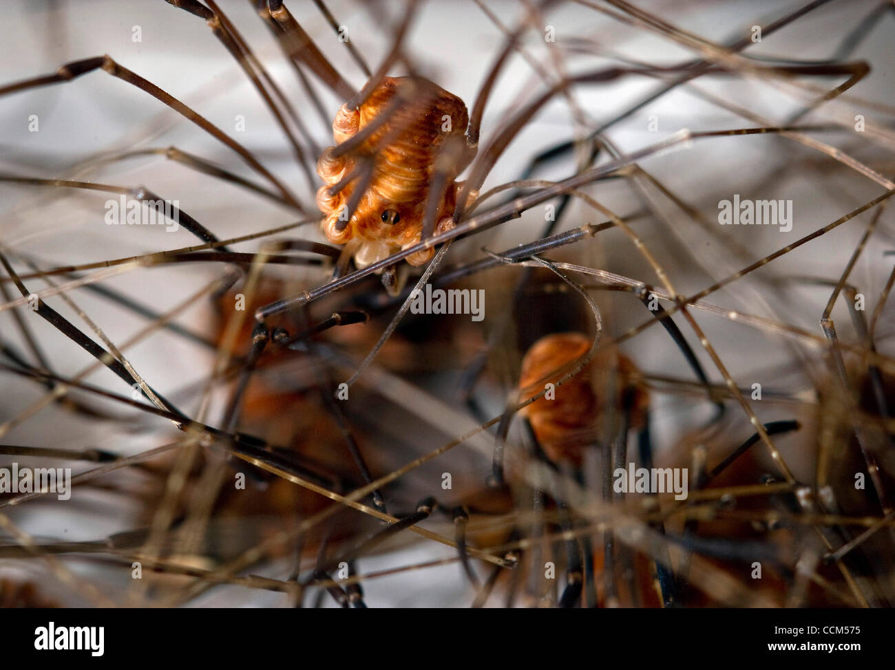 Daddy longlegs cluster hi-res stock photography and images - Alamy