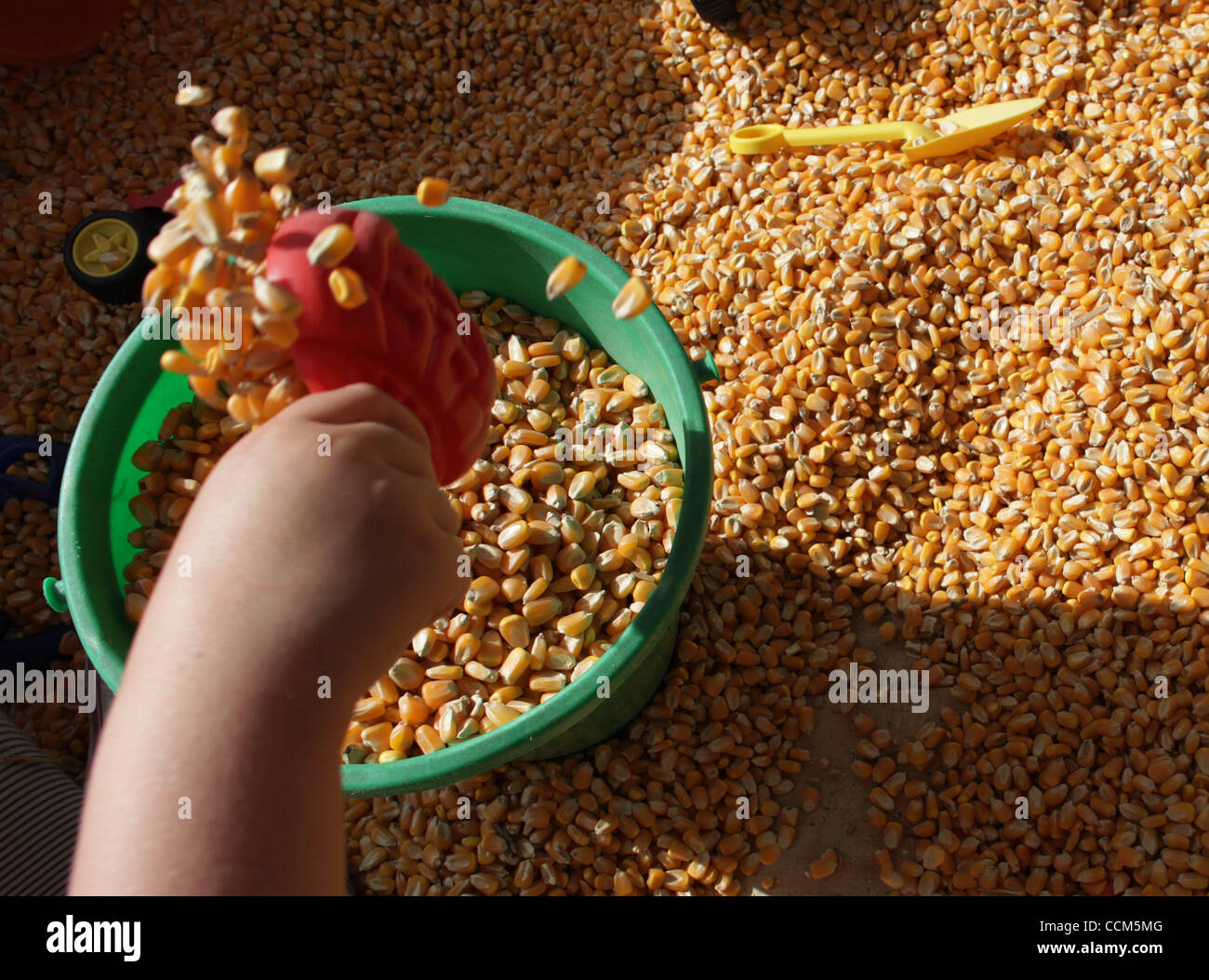 Corn previous crop hi-res stock photography and images - Alamy