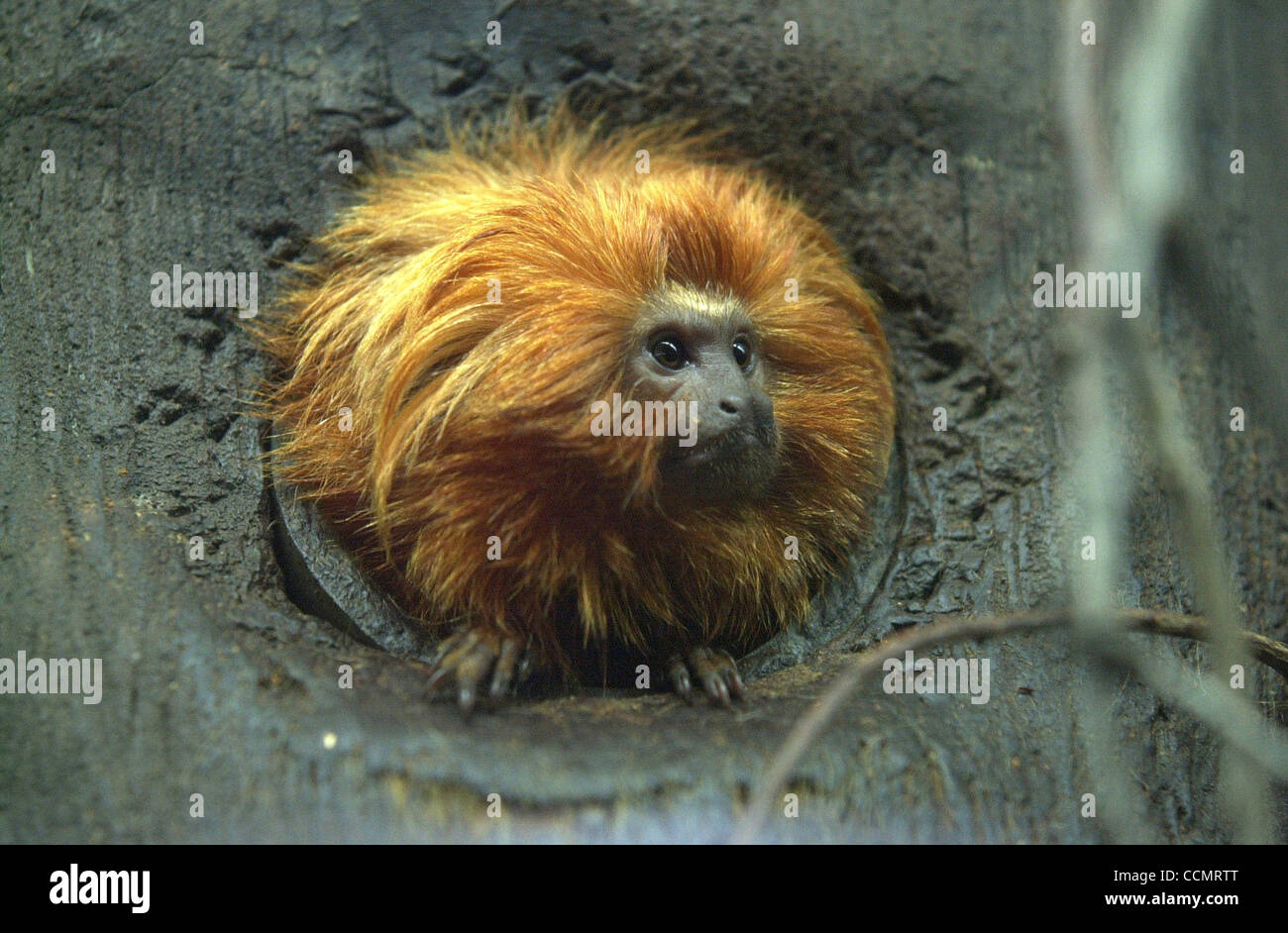 METRO A Golden lion tamarin monkey peeks out his Conservation Research ...