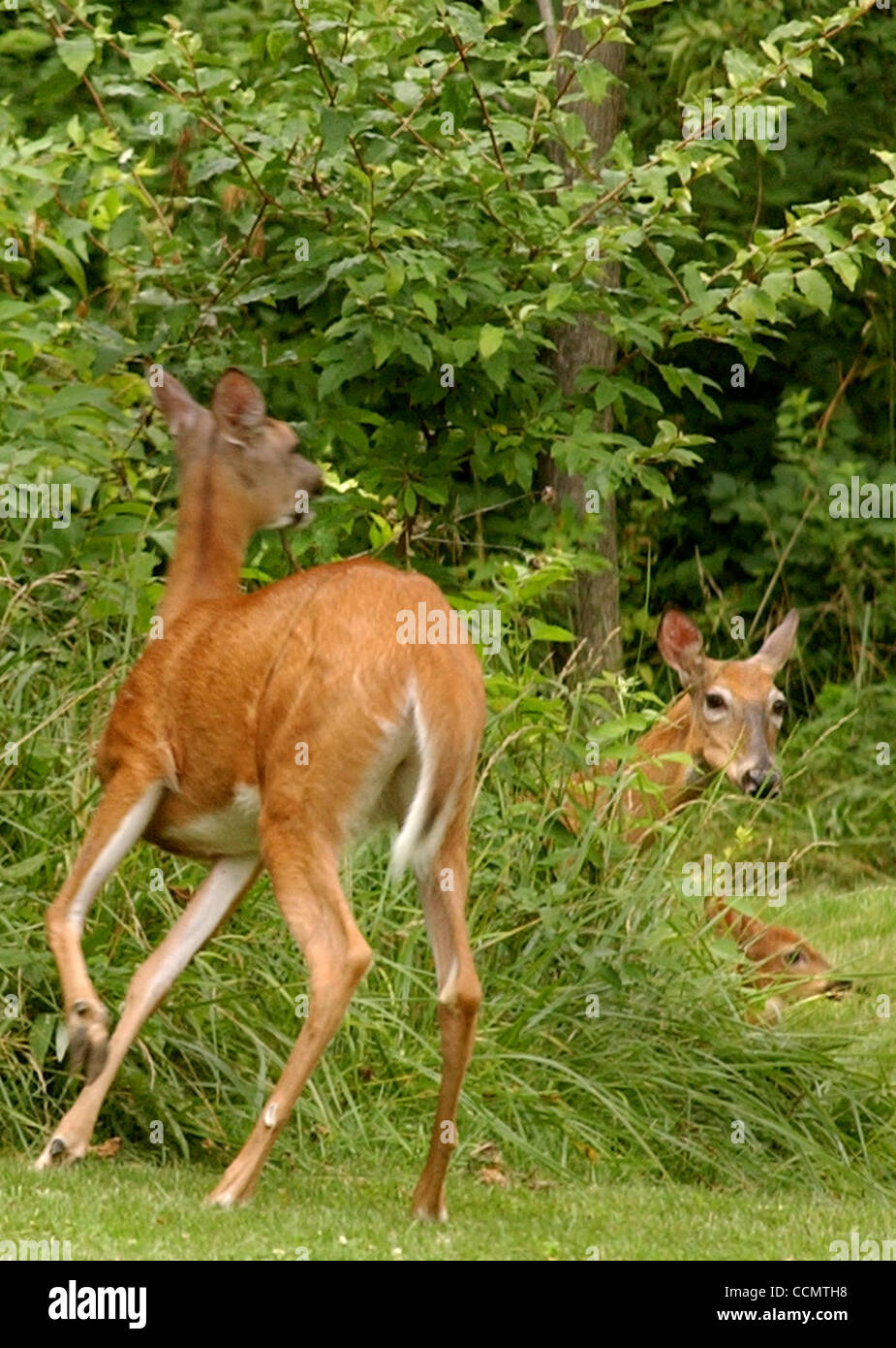 Jun 25, 2004 - Miami Township, Ohio, USA - MITCHELL MEMORIAL FOREST ...