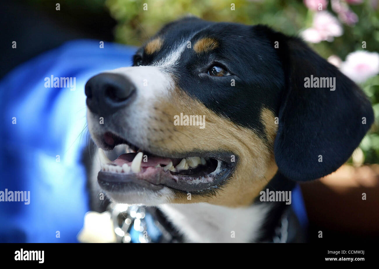 063004 gl mold dog 3 -- Staff photo by Taylor Jones/06-30-04. FOR ...