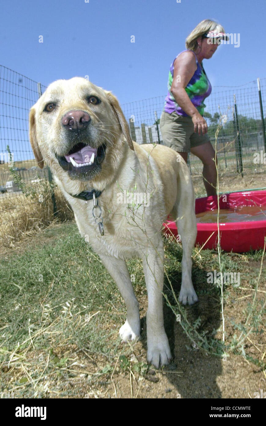 Moe a yellow Labrador retriever gets to spend his day at Fiona's Farm a ...
