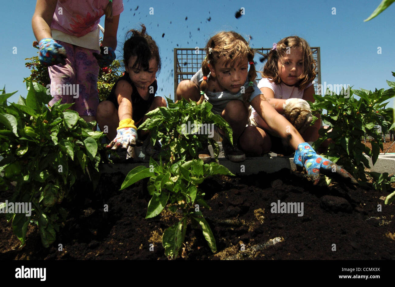 Celine, 4, Savannah, 6, and Victoria Spinola, 8, spread coffee grounds ...