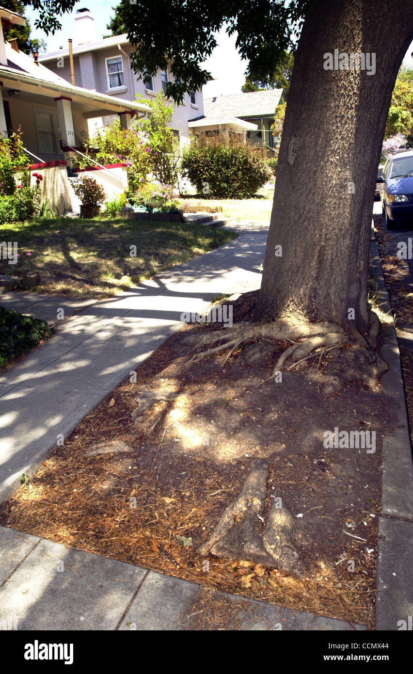 This tree on 61st Street in Oakland, Calif., threatens to break up the ...
