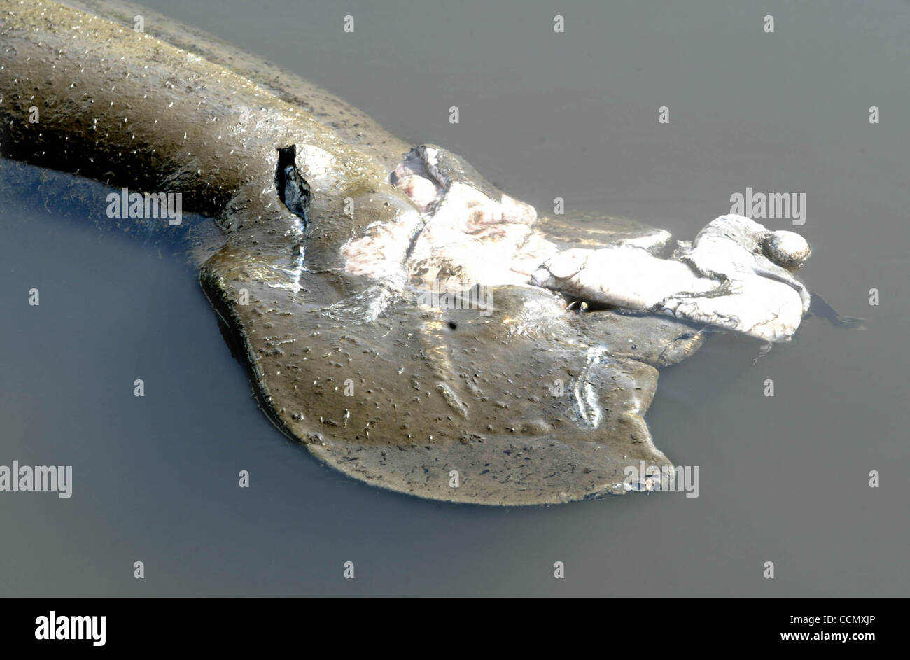 Manatee boat propeller hi-res stock photography and images - Alamy