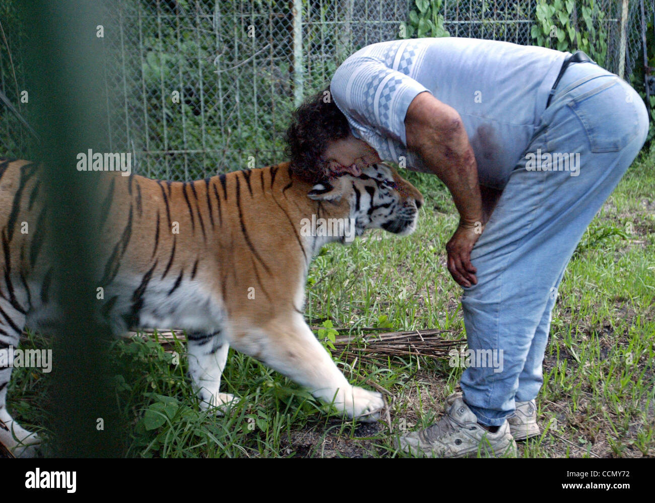 071304 MET Tiger 4/5-staff photo by Shannon O'Brien Loxahatchee--Steve ...