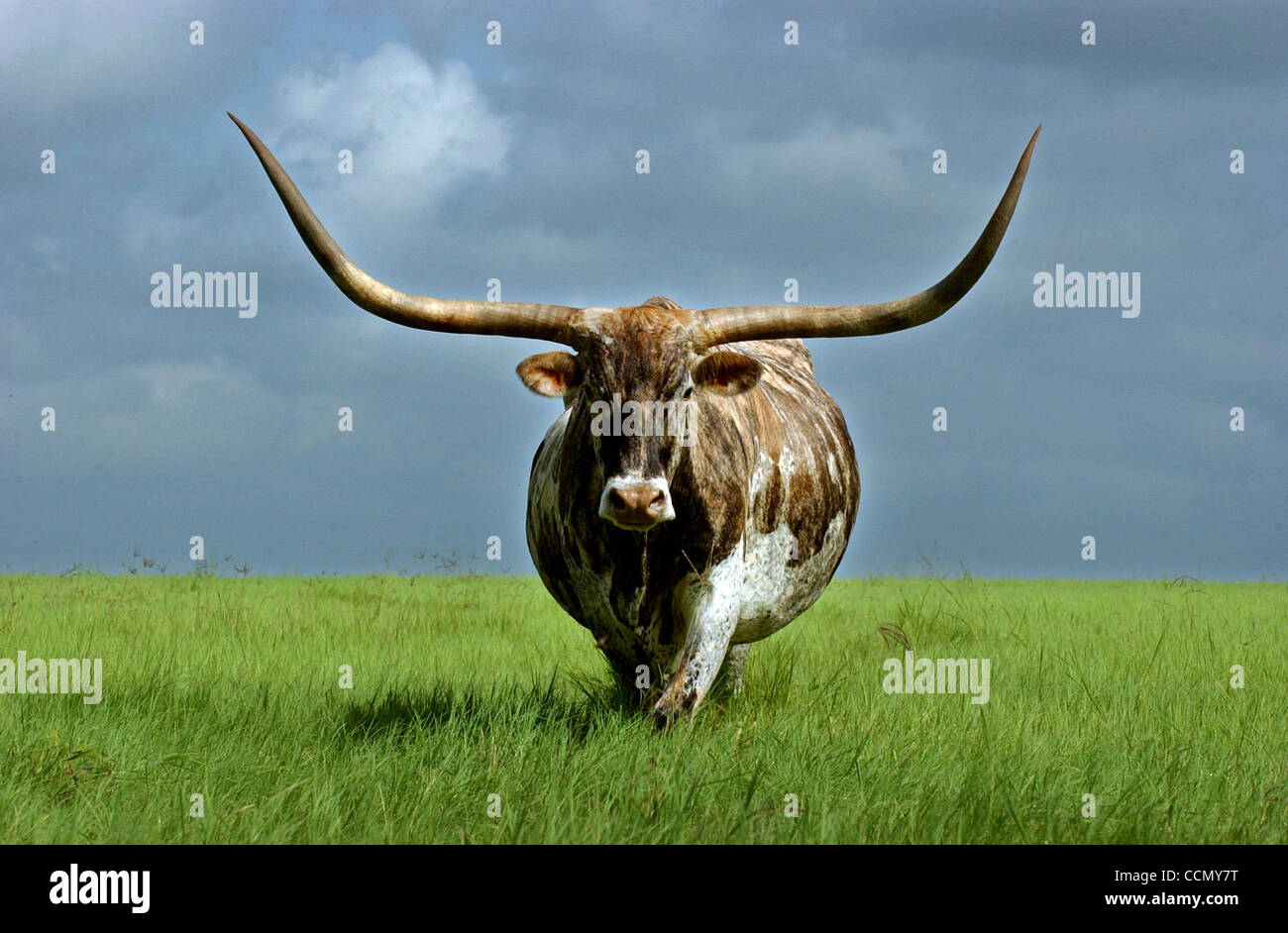 STATE "WOW", a prize winning Longhorn Steer, walks through the bermuda ...