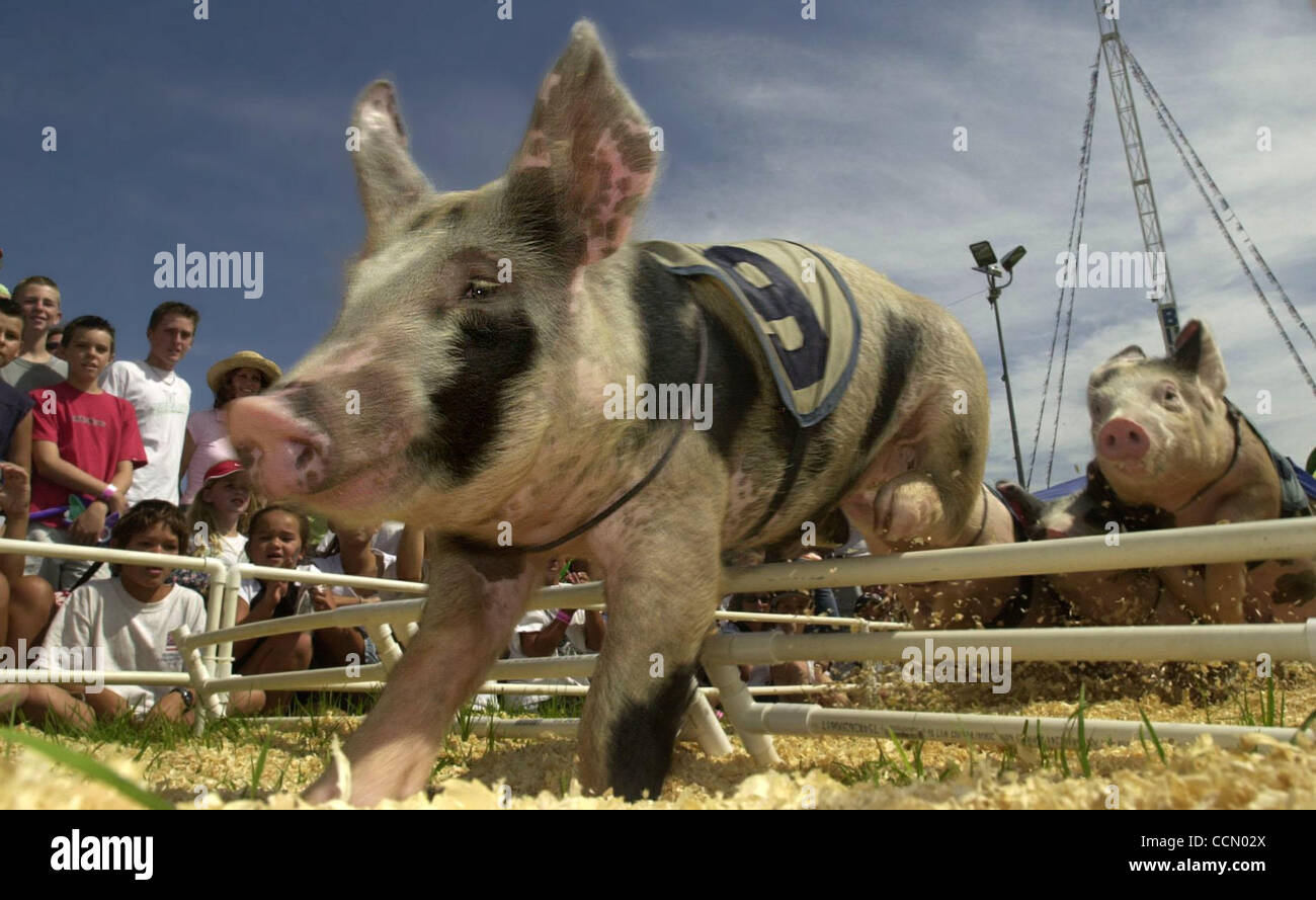 A pig clears a hurdle at the "All-Alaskan Racing Pigs" races held at ...