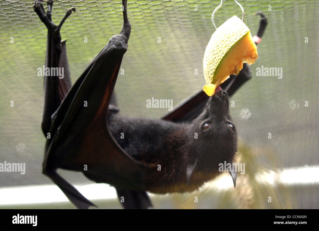 A Malayan Flying Fox bats nibbles on a cantaloupe at the Oakland Zoo on ...
