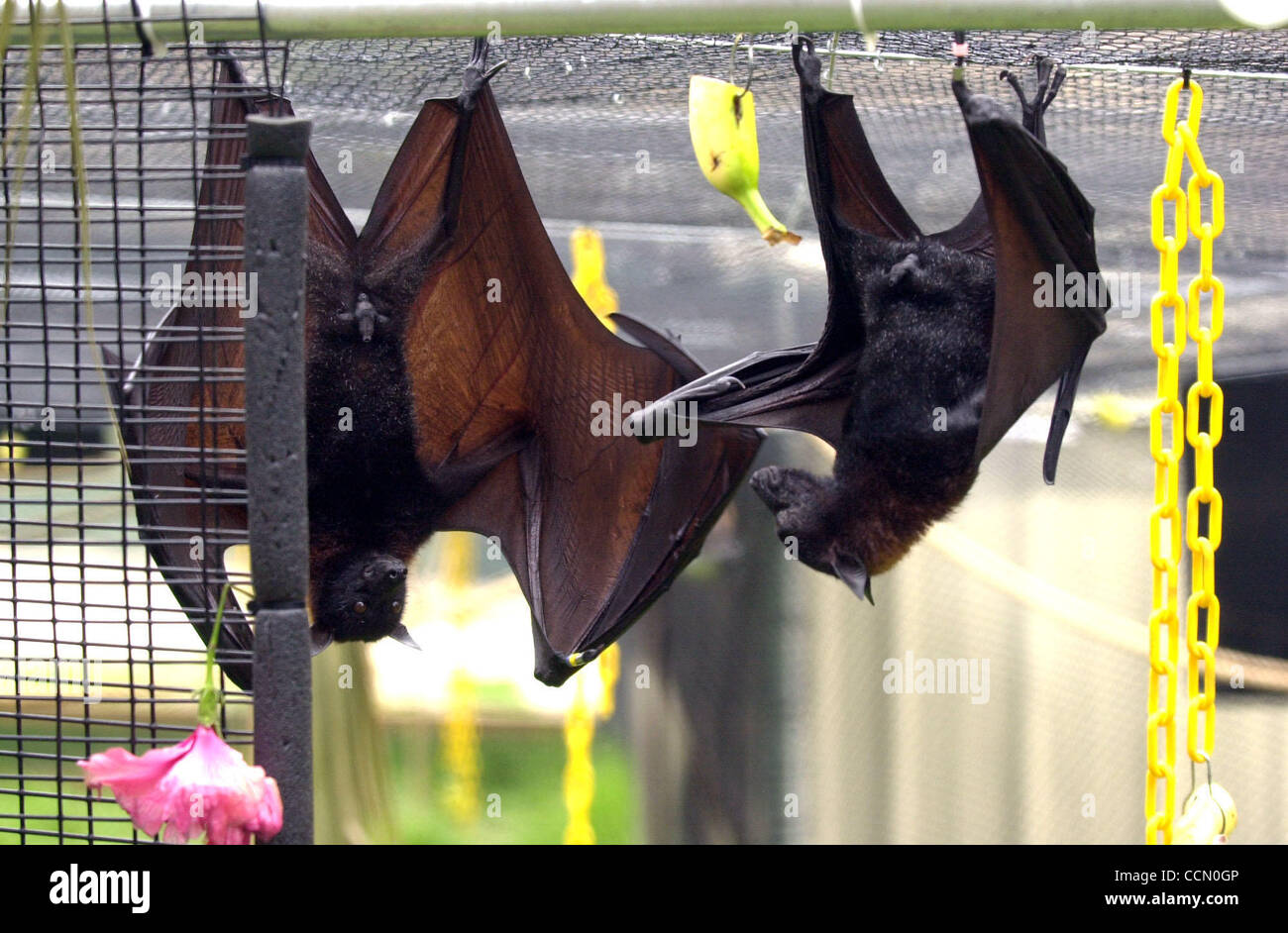 A pair of Malayan Flying Fox bats fight over a banana at the Oakland ...