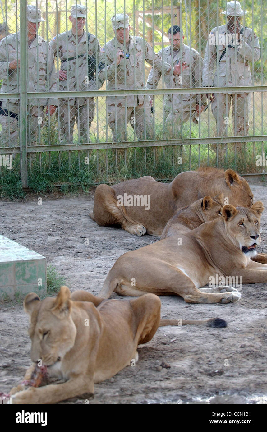 U.S. Army soldiers looks at lions that belonged to Uday Hussein a few ...