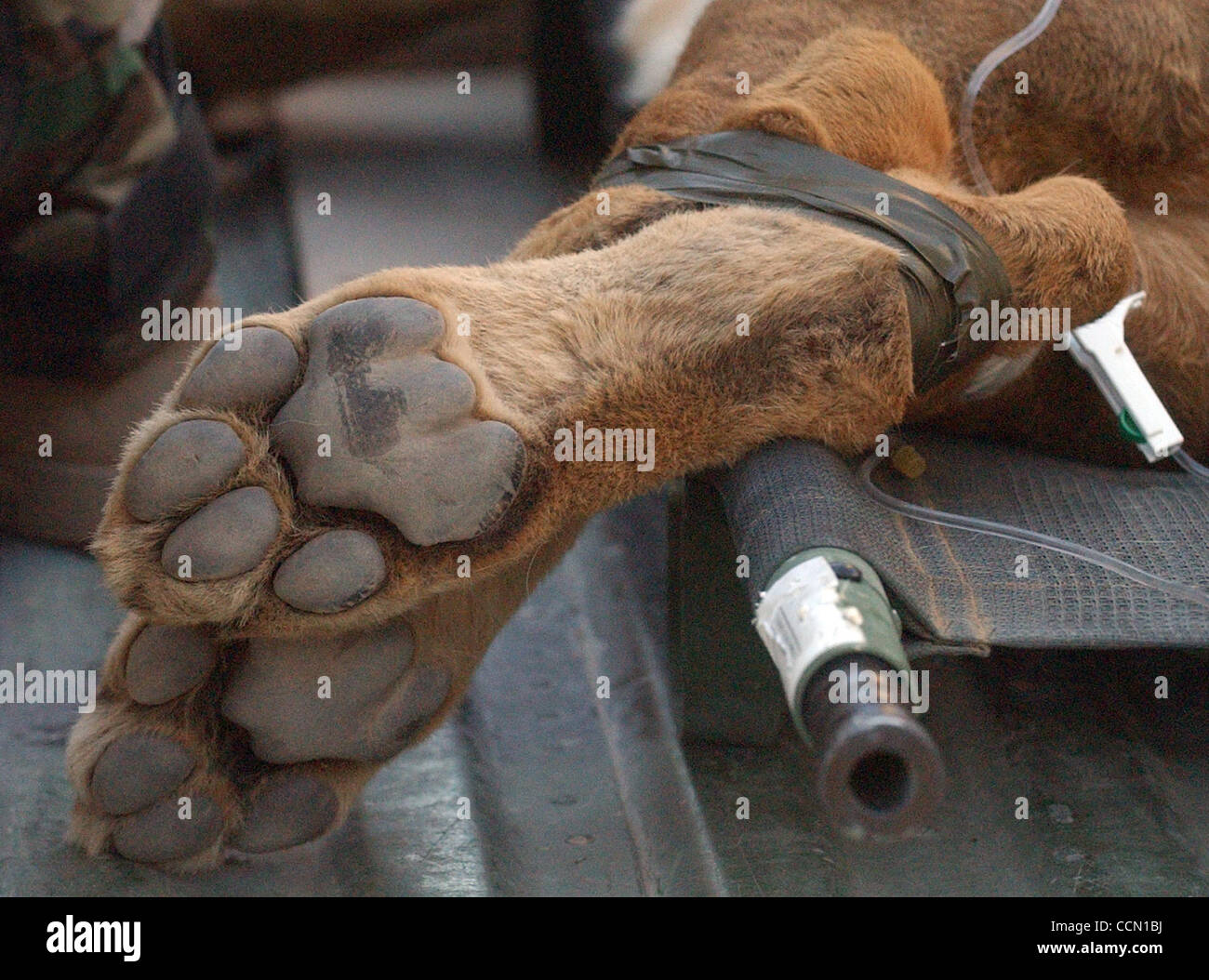 A lion has it's feet taped together while sedated and hooked up to an I ...
