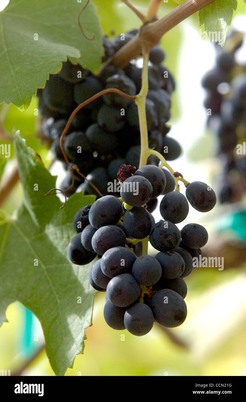 (Published 3/1/2006, p. E-5)SLorfila227764x003/Sept 14---Syrah grapes ...