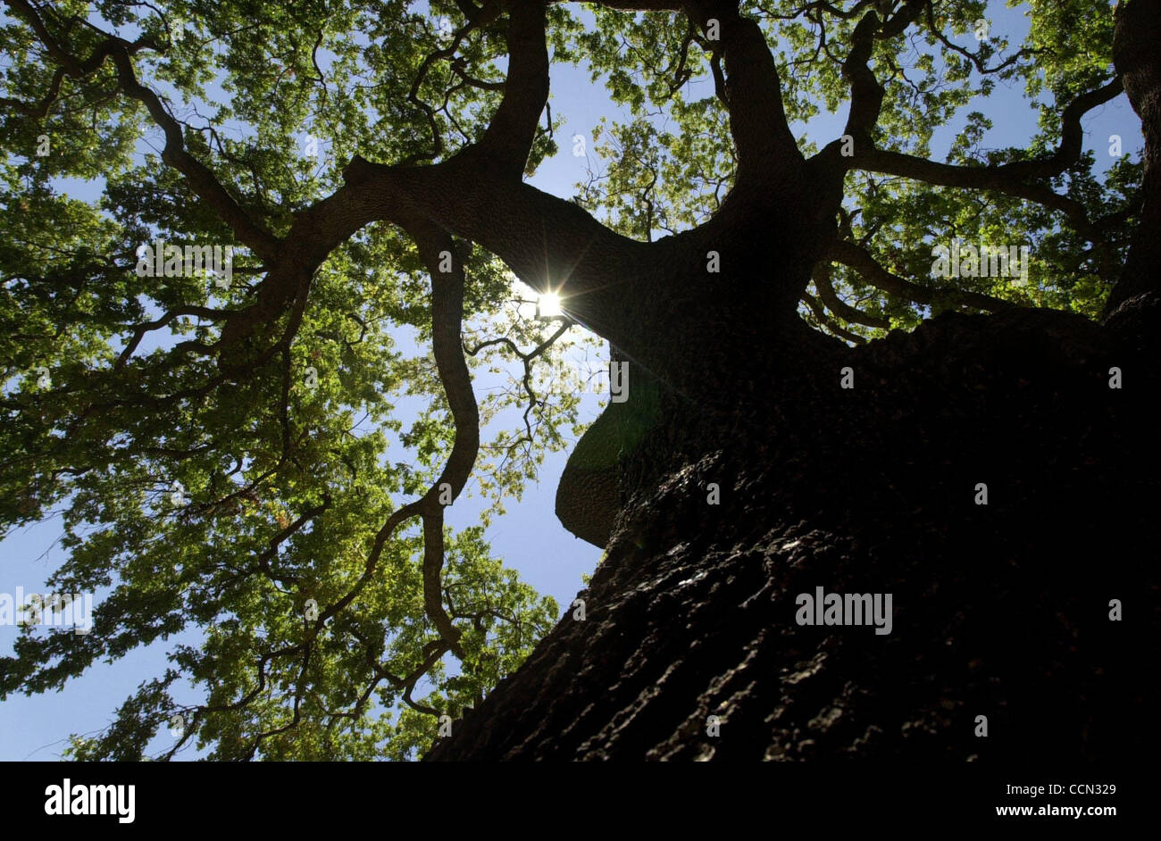 A team of landscape maintenance are working to save this sick oak tree ...