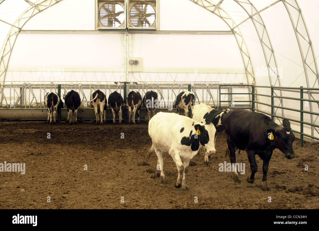 Dairy cattle hang out in a temperature controlled cow tent, or "bovine ...