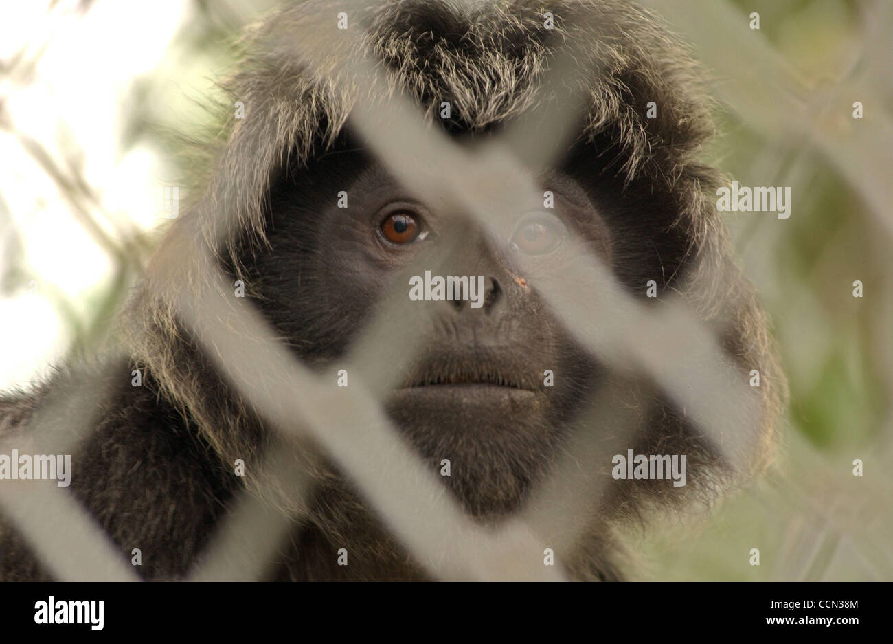 MALANG, EAST JAVA, INDONESIA JULY 29, 2004 A Lutung Jawa, long tailed ...