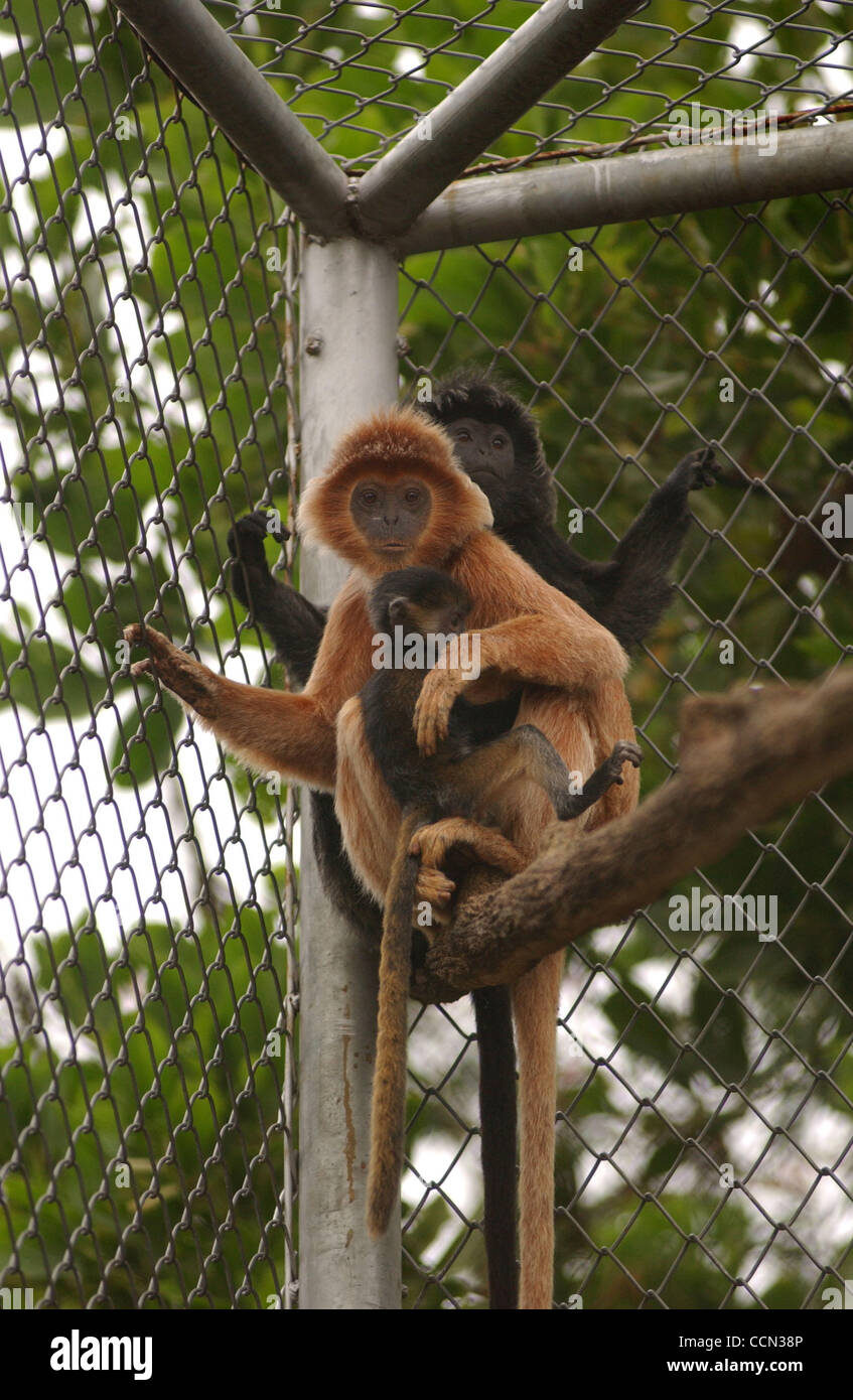 MALANG, EAST JAVA, INDONESIA JULY 29, 2004 A Lutung Jawa, long tailed ...