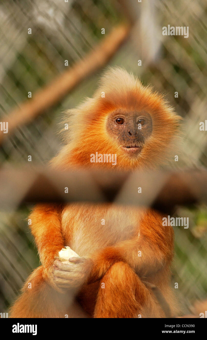 MALANG, EAST JAVA, INDONESIA-JULY 29, 2004: A Lutung Jawa, long tailed ...