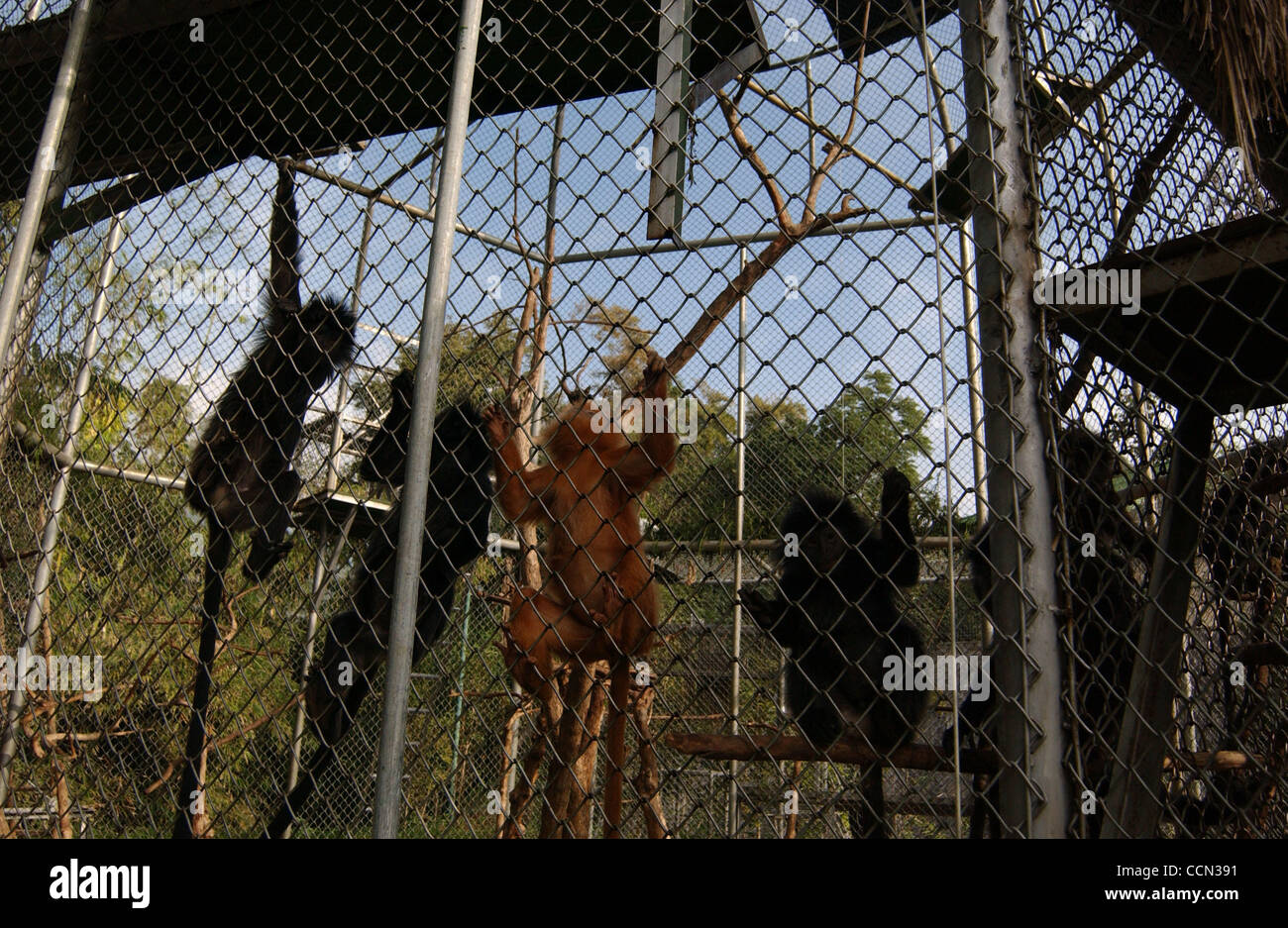 MALANG, EAST JAVA, INDONESIA-JULY 29, 2004: Lutung Jawa, long tailed ...