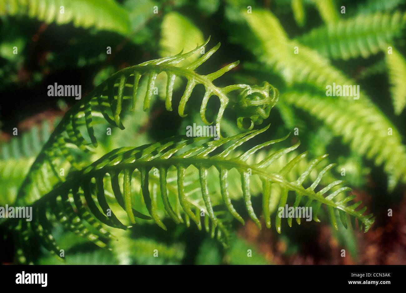 Jul 30, 2004; Joshua Tree, California, USA; Lush green plants grow on ...