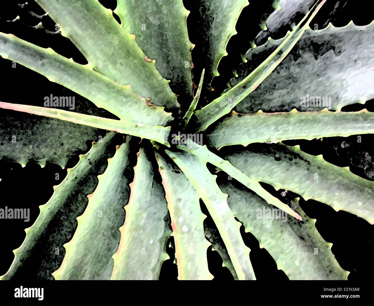Jul 30, 2004; Joshua Tree, California, USA; Lush green plants grow on ...