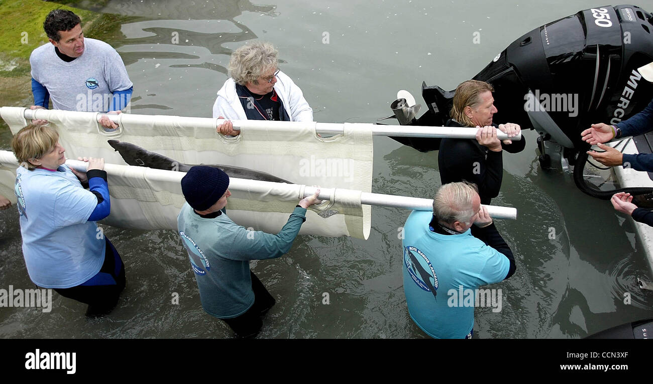 Stranding dolphin hi-res stock photography and images - Alamy