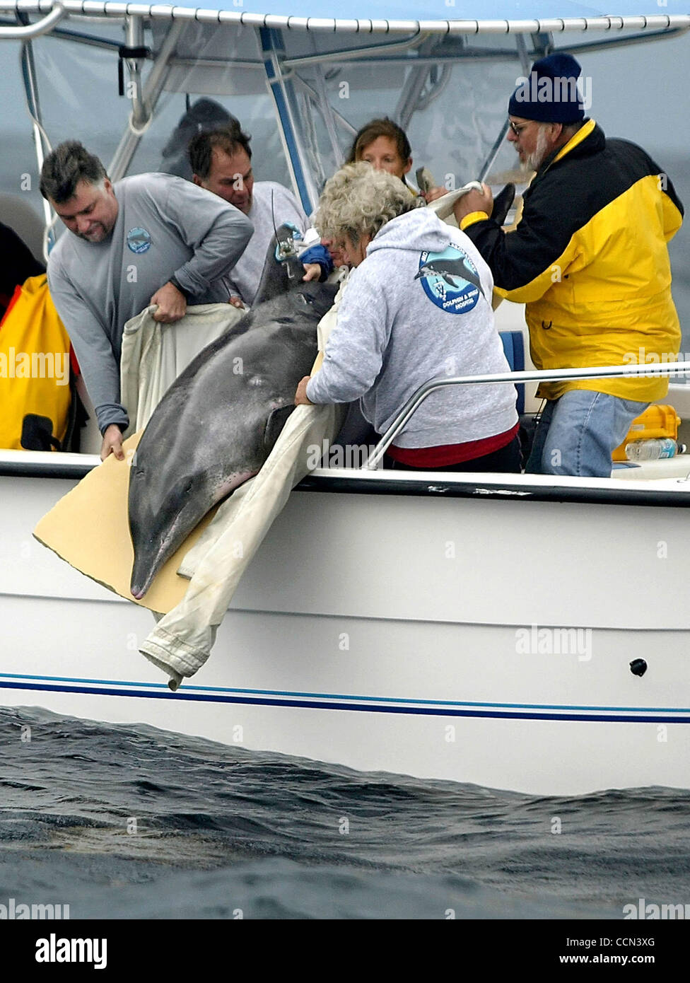 Rough toothed dolphin hi-res stock photography and images - Alamy