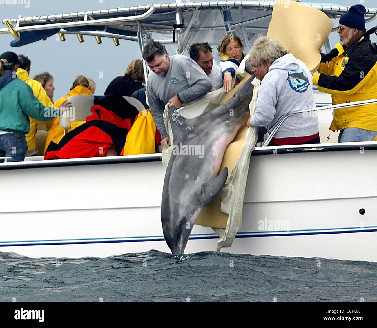 Rough toothed dolphin hi-res stock photography and images - Alamy