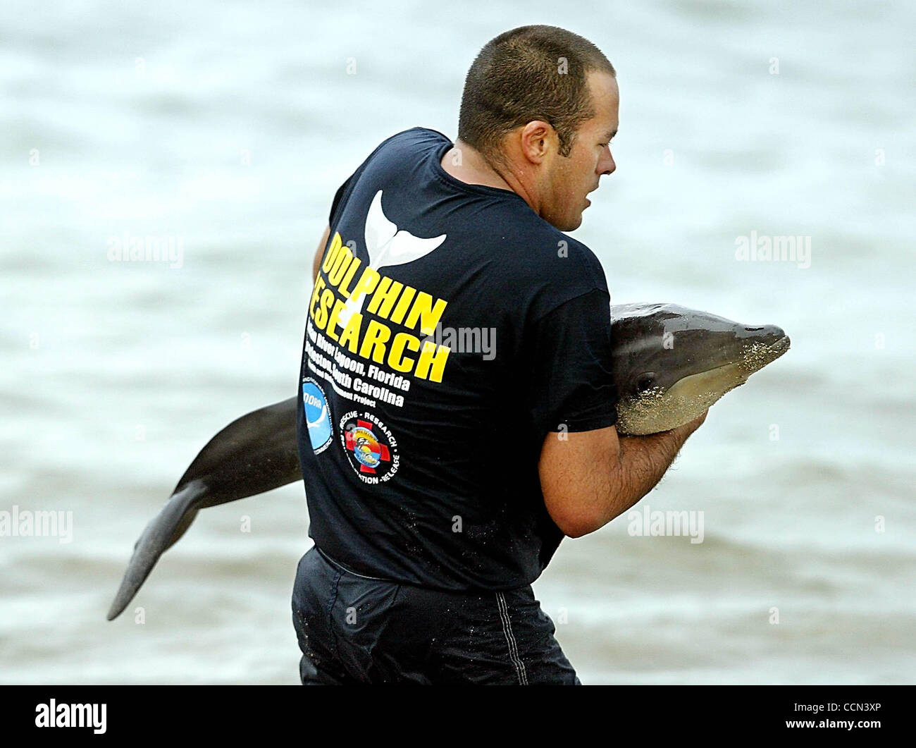 Dolphin research hi-res stock photography and images - Alamy