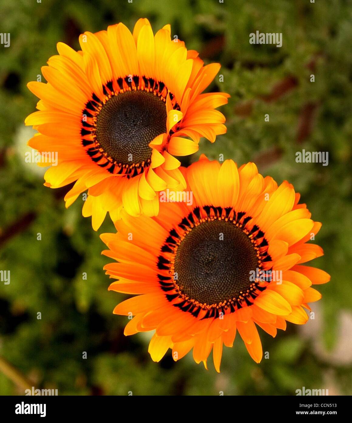 Velte hi-res stock photography and images - Alamy