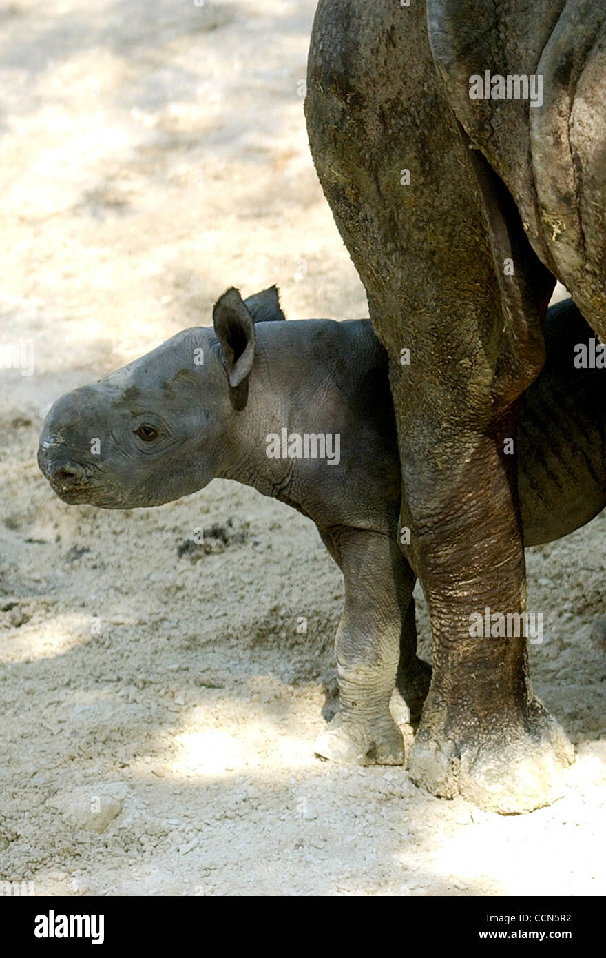 Aug 20, 2004; San Antonio, TX, USA; Utenzi, a five day old baby black ...