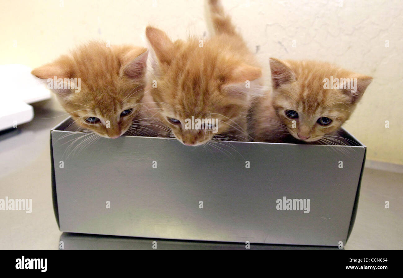 Kittens pinole hi-res stock photography and images - Alamy