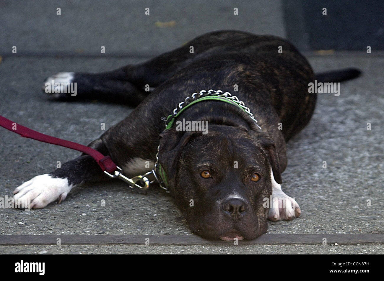 Alameda Animal Shelter Pet of the Week is "Luke". Luke is a brindle ...