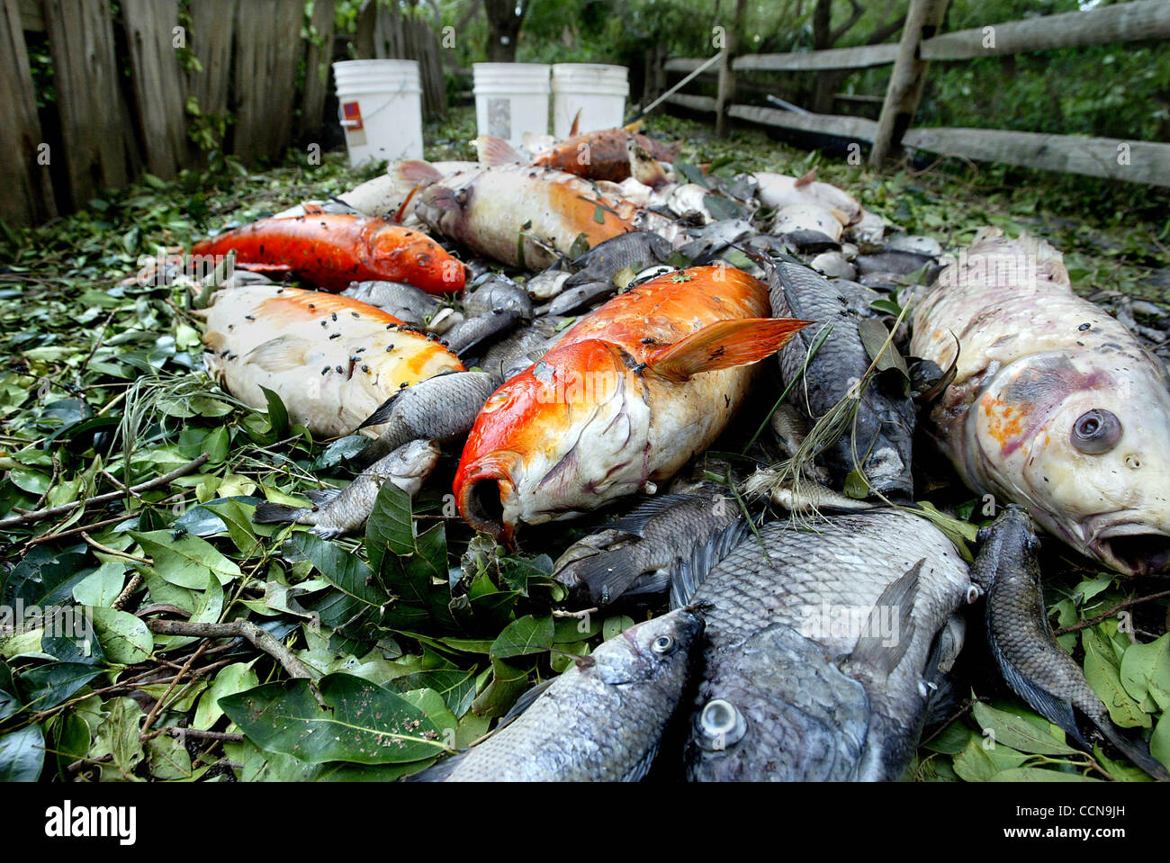 Loss of ponds hi-res stock photography and images - Alamy