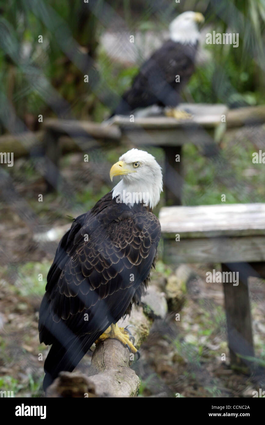 Distribution Of The Eagles