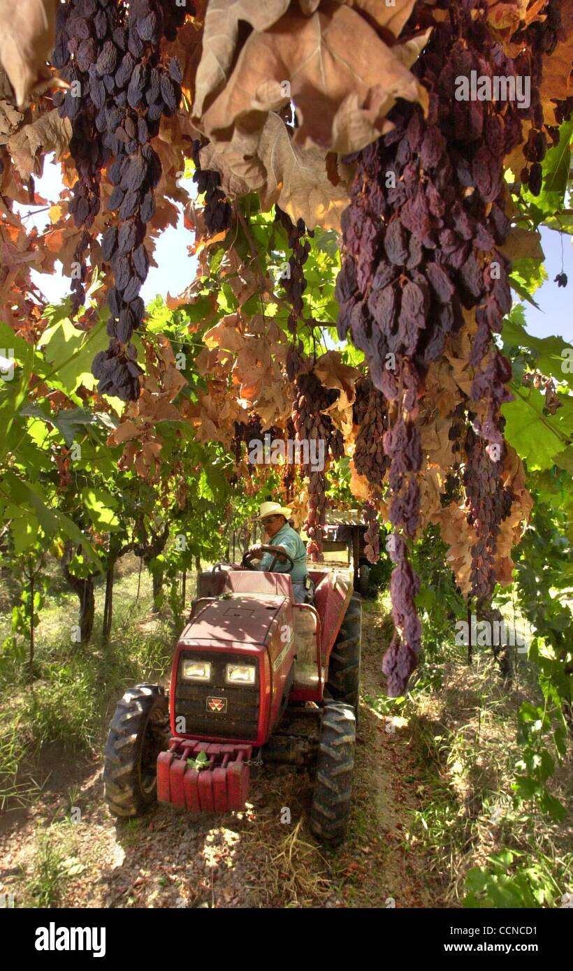 (Published 1/23/2005, A-16) Raisins ready for harvesting hang from this ...