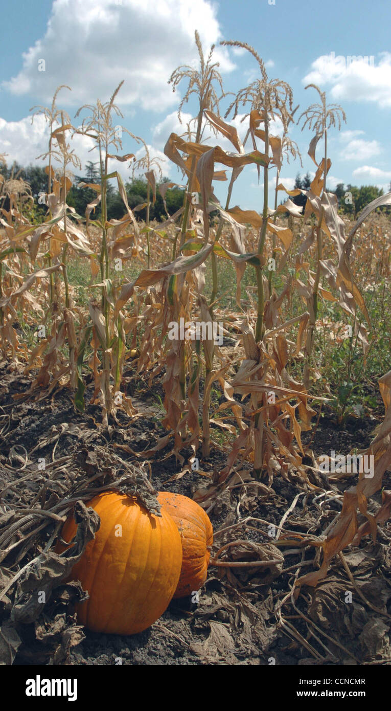 Corn stalks with pumpkins and clouds in the sky at Mangini Farms in ...