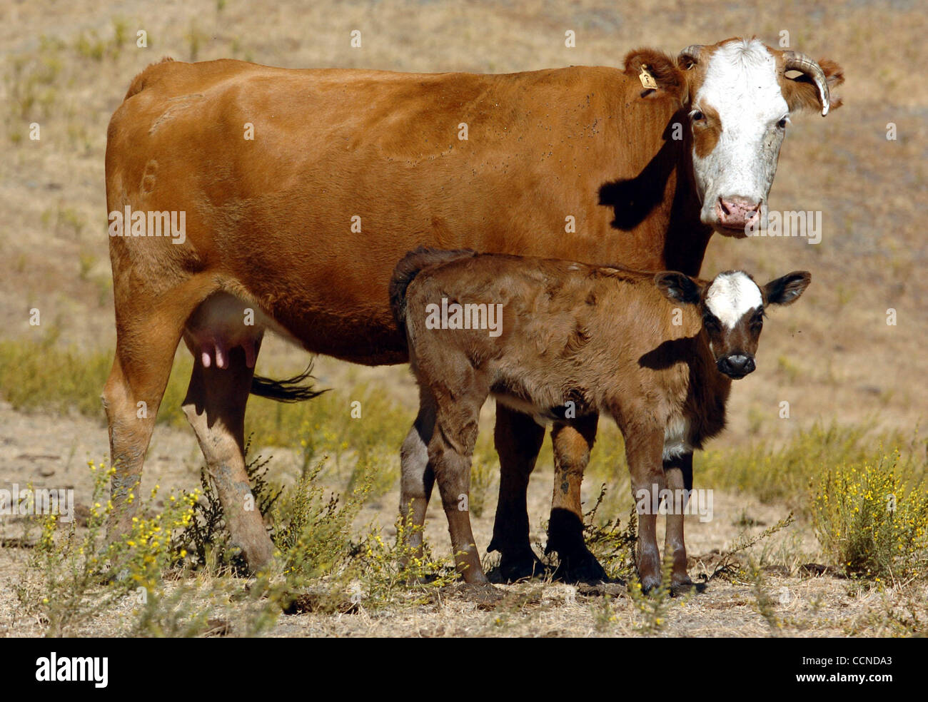 A cow and her calf in the Cerro Este east peak area of Sunol Wilderness ...