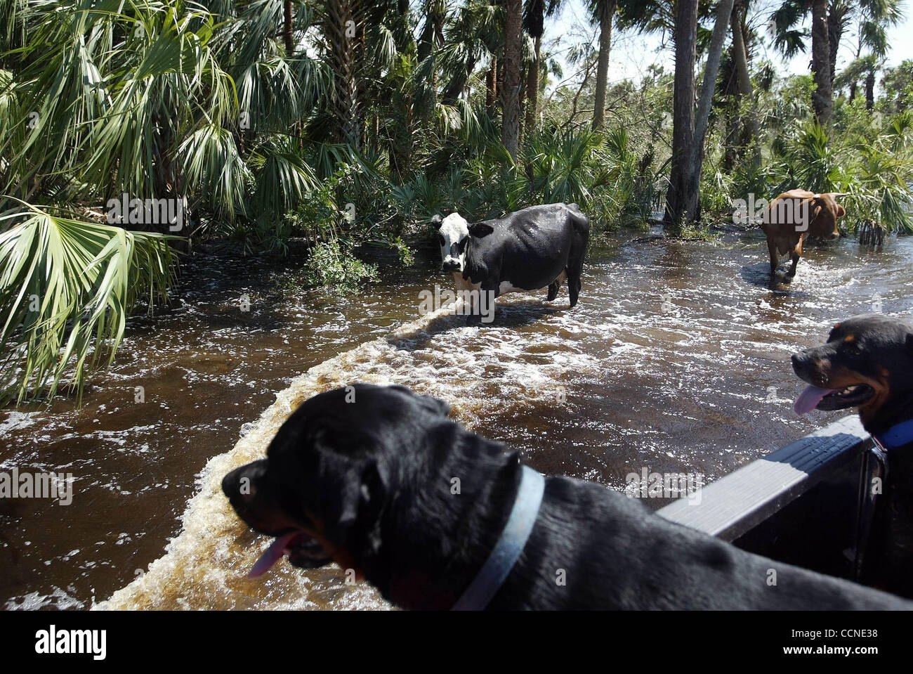 Pickup on ranch hi-res stock photography and images - Alamy
