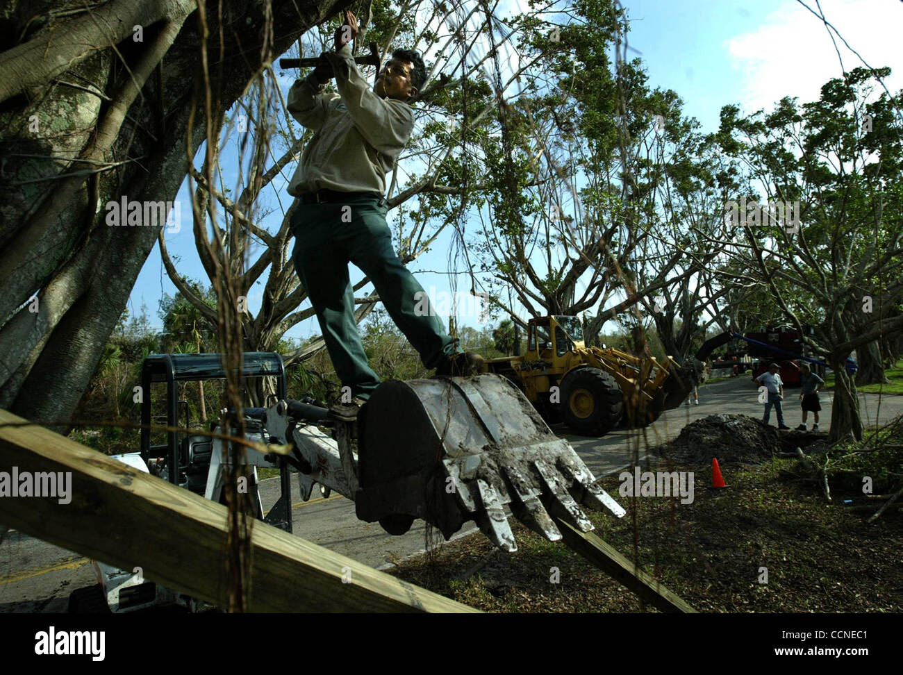 Ficus tree bridge hi-res stock photography and images - Alamy