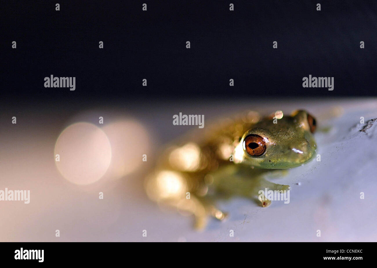 JUPITER--09.30.04--Hundreds of baby tree frogs are invading The Shores ...